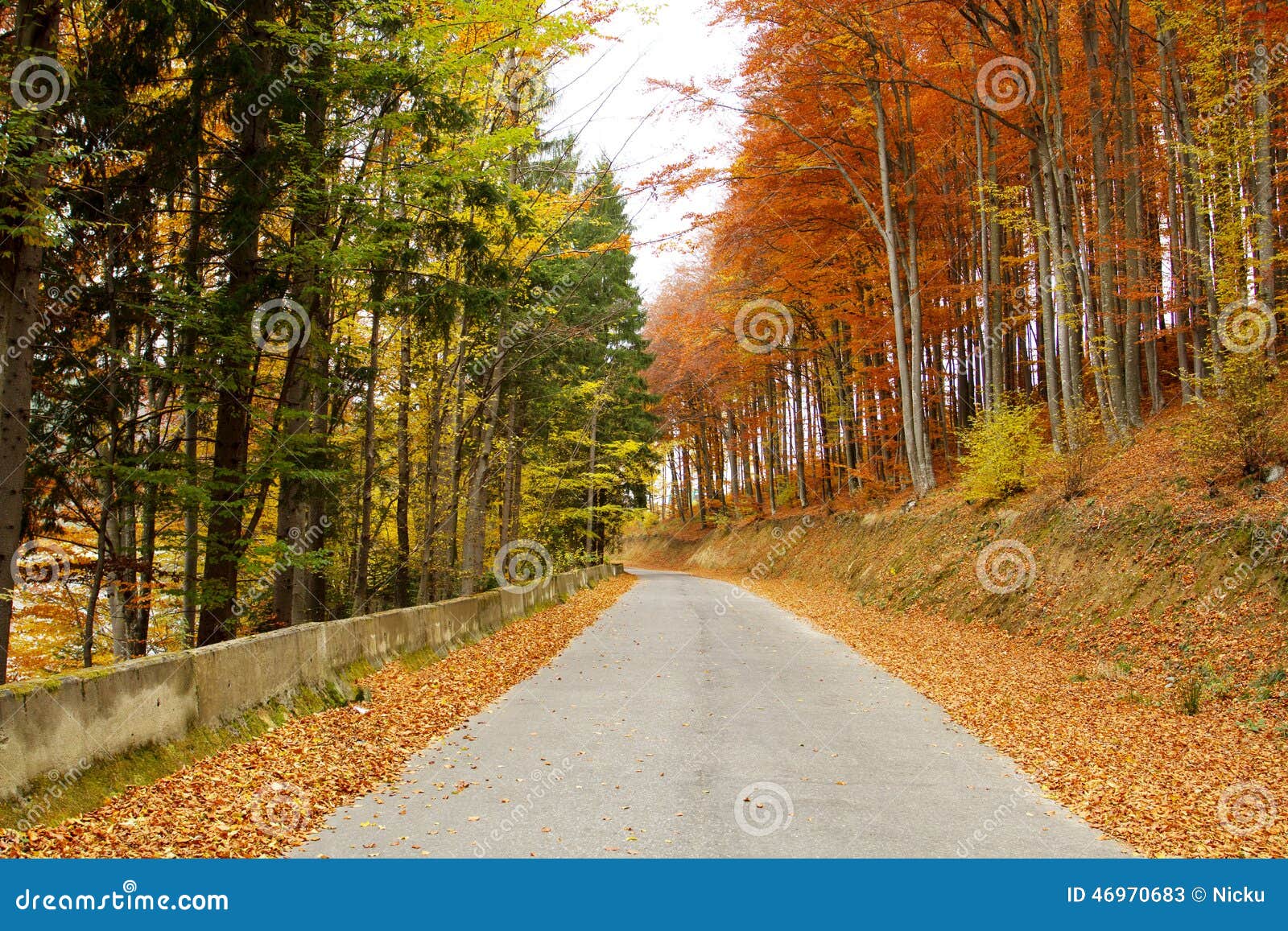 Autumn forest road stock image. Image of road, pathway - 46970683