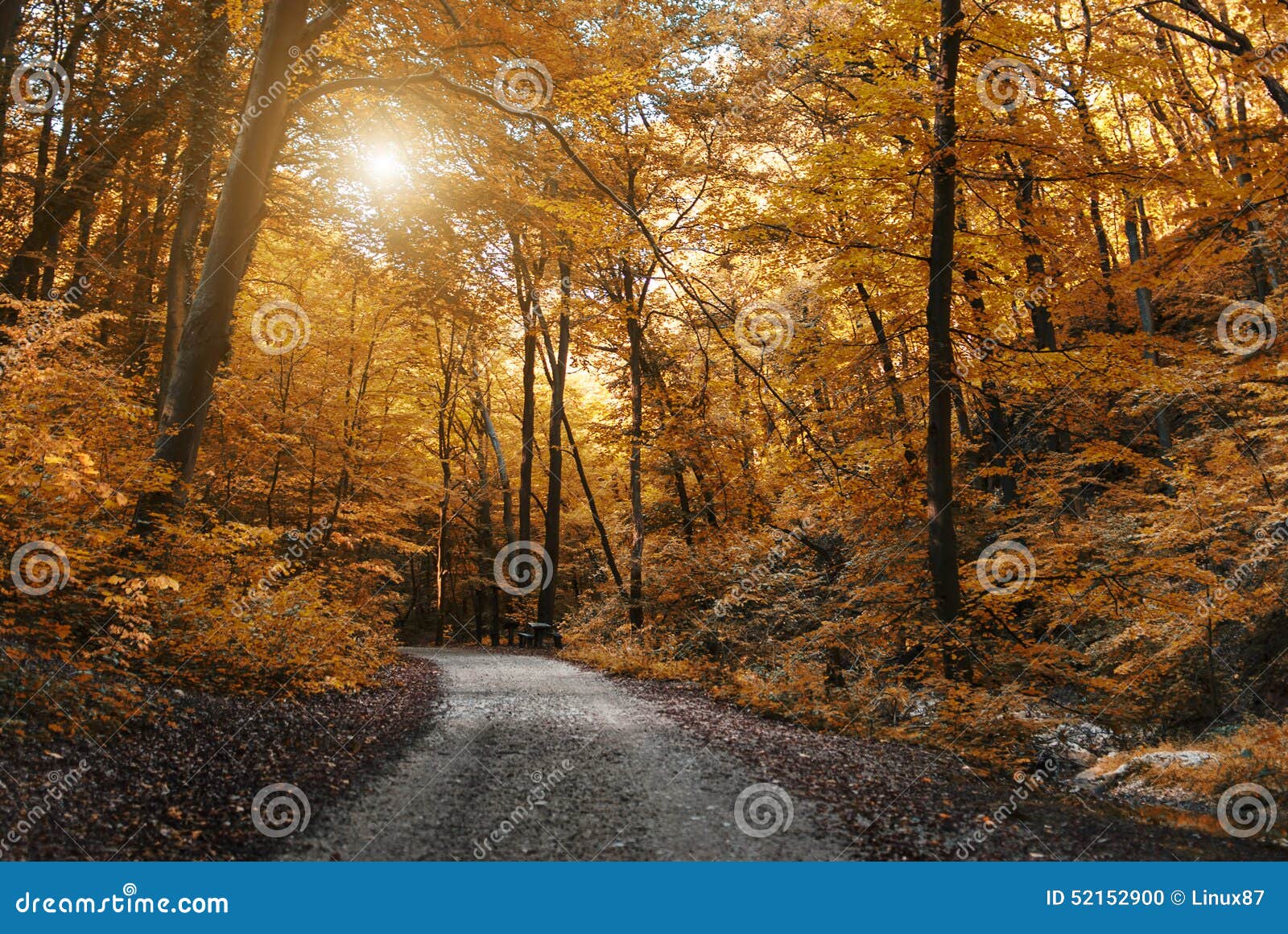 Autumn forest road stock photo. Image of scenic, mountain - 52152900