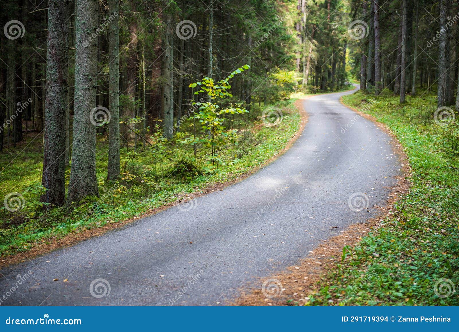 Autumn Forest with Road with Golden Tree Leaves Stock Photo - Image of ...