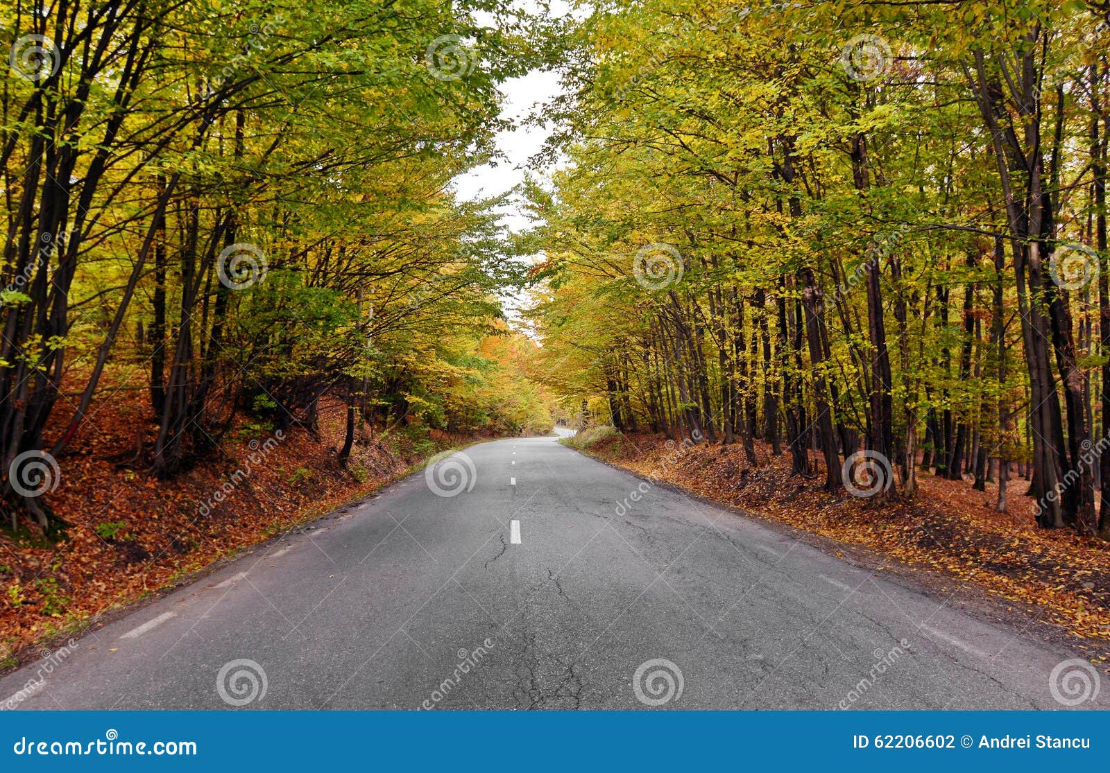 Autumn forest road stock photo. Image of orange, landscape - 62206602