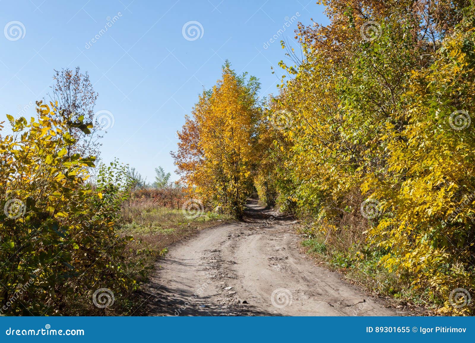 Autumn forest road stock image. Image of leaves, beautiful - 89301655