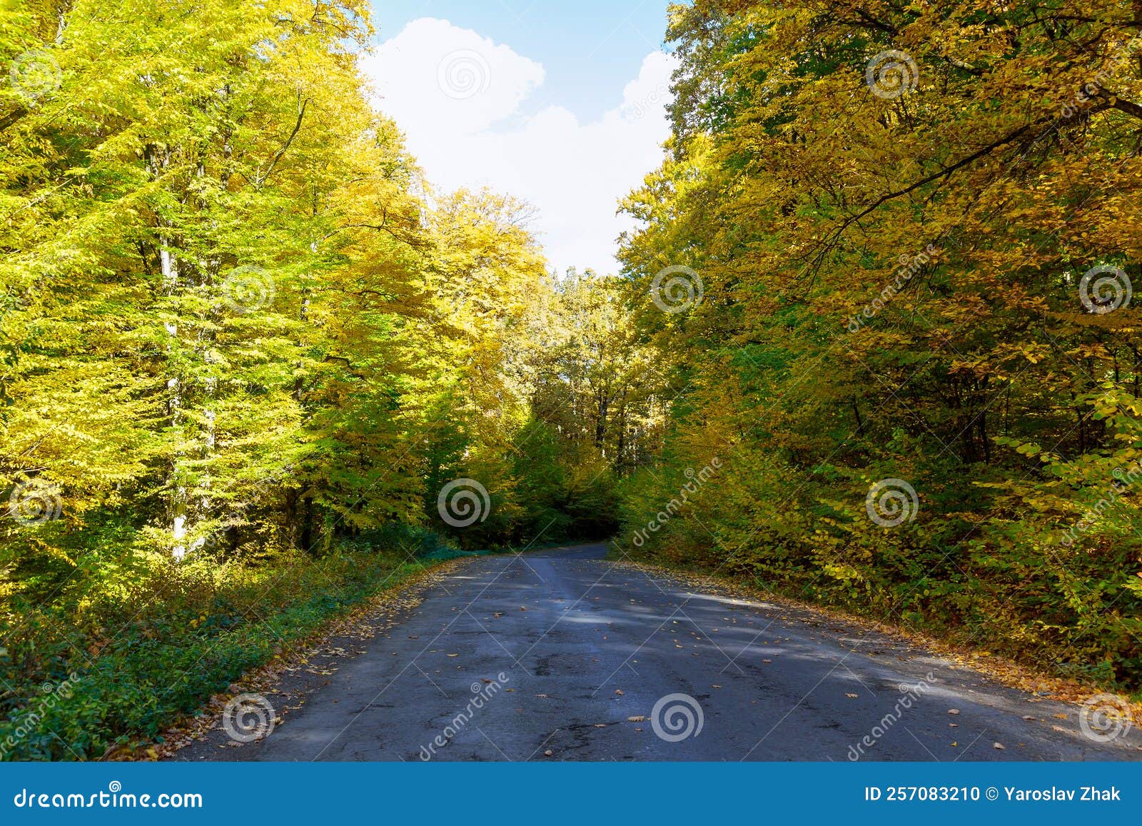 Autumn Forest. the Road between Yellow Trees and Leaves. Stock Photo ...