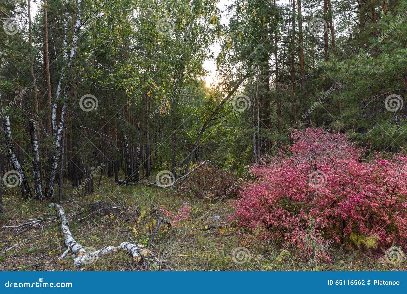 Autumn forest rose bush. stock photo. Image of bush, colours - 65116562