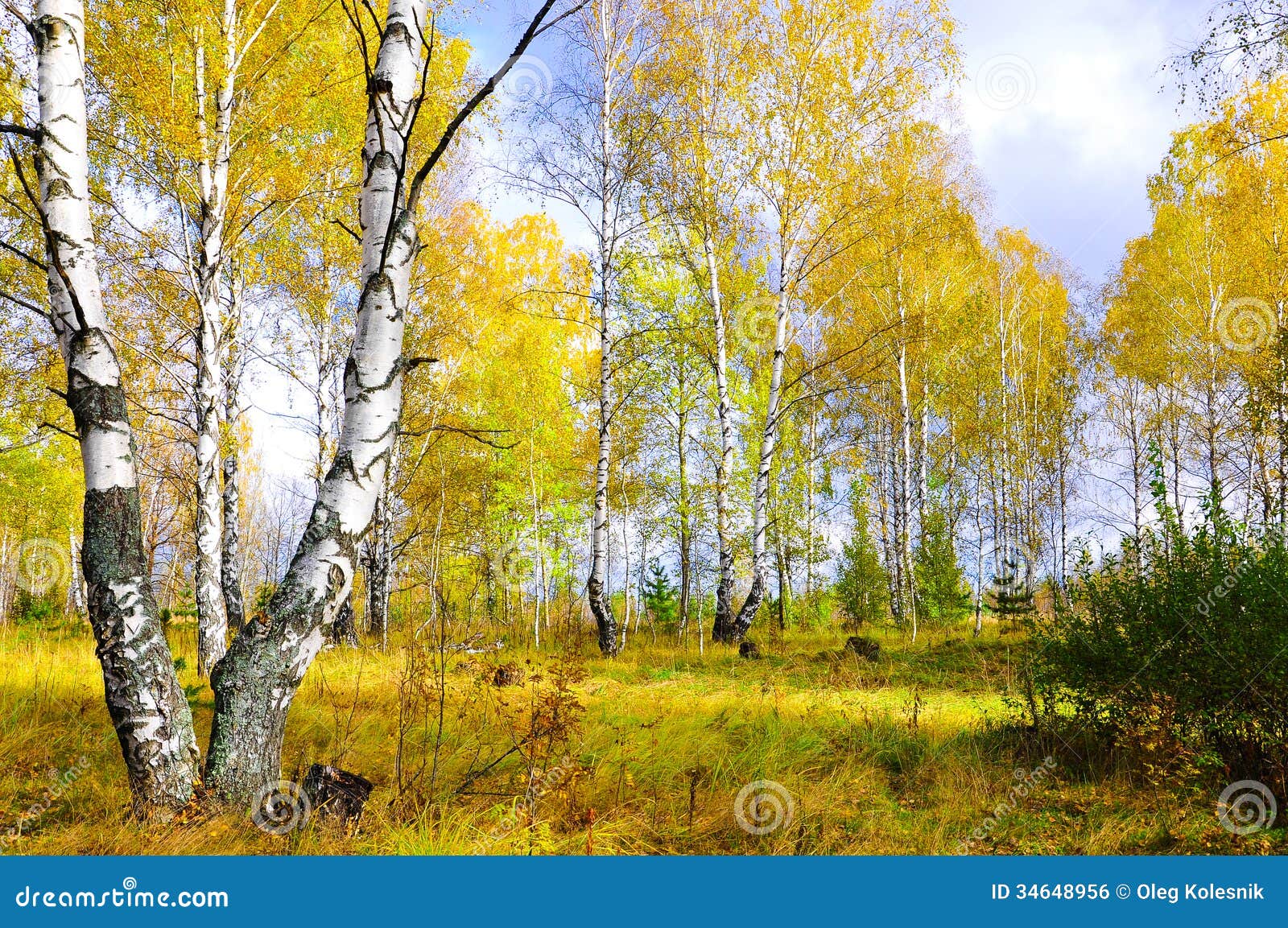 Autumn forest. Russia stock photo. Image of deciduous - 34648956