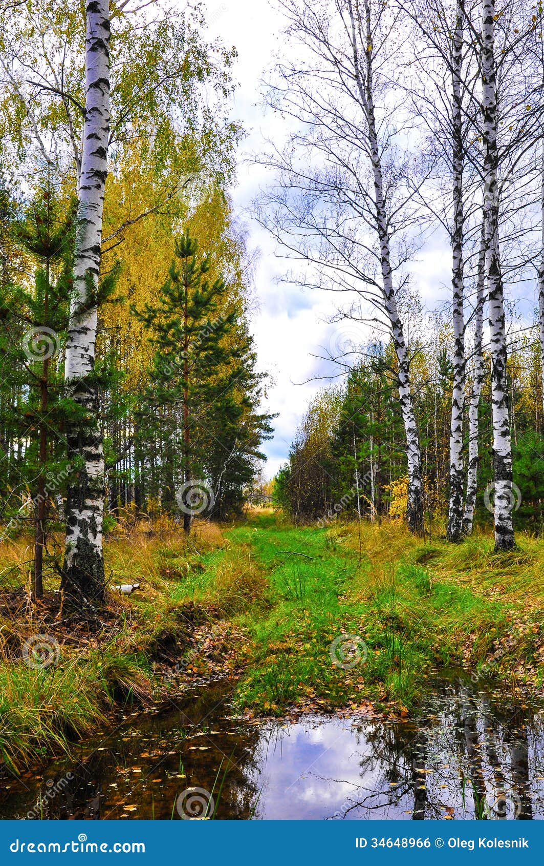 Autumn forest. Russia stock photo. Image of blue, bright - 34648966