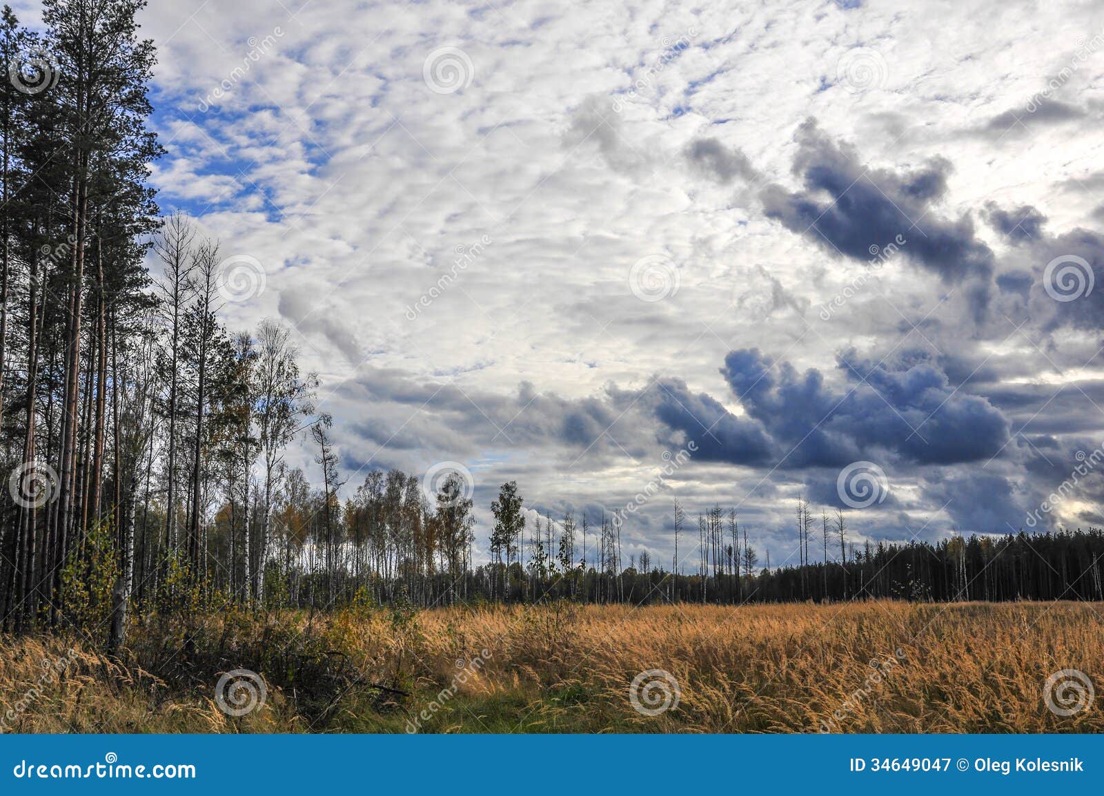 Autumn forest. Russia stock image. Image of scenery, russia - 34649047
