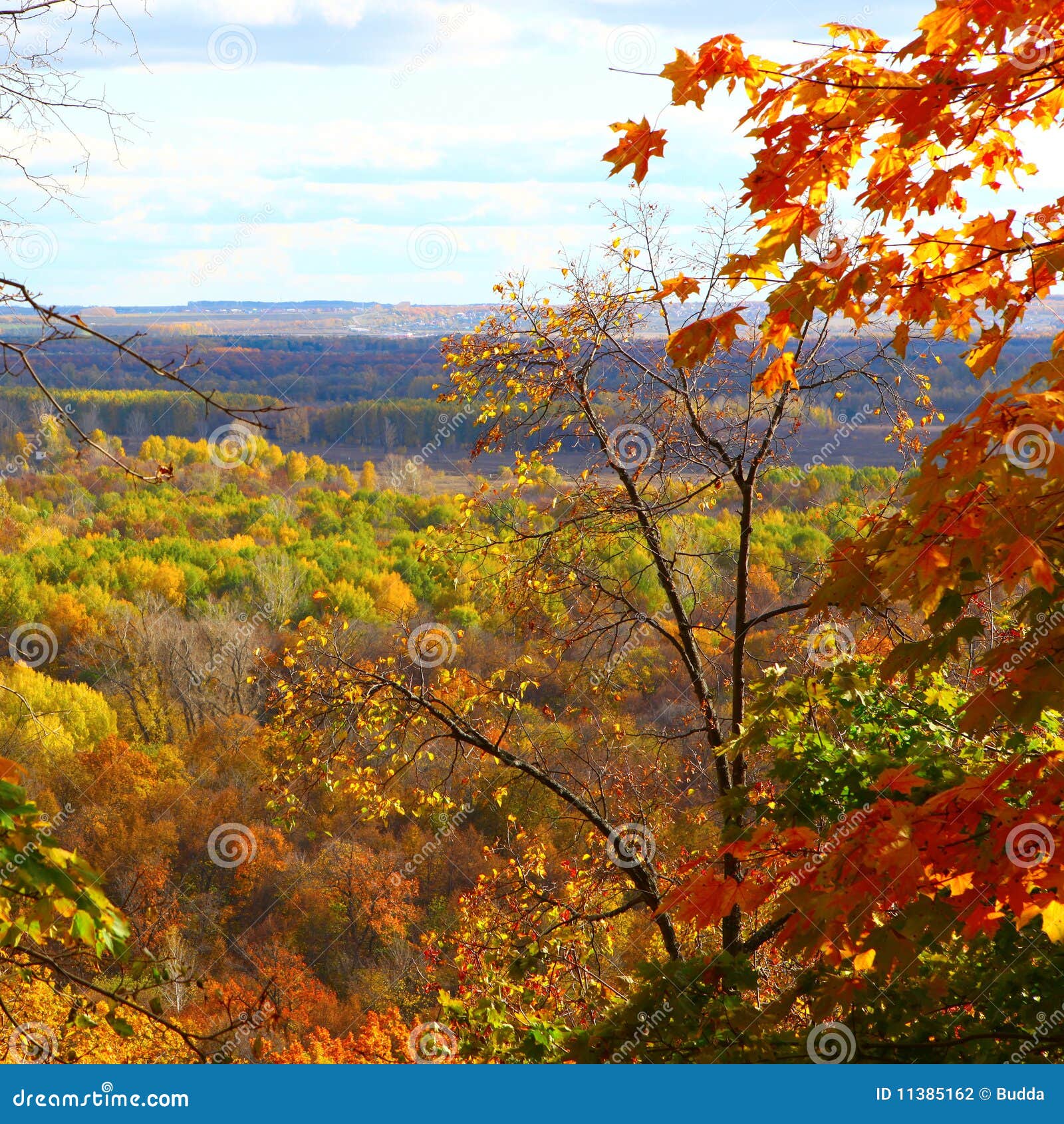 Autumn forest scene stock photo. Image of nature, orange - 11385162