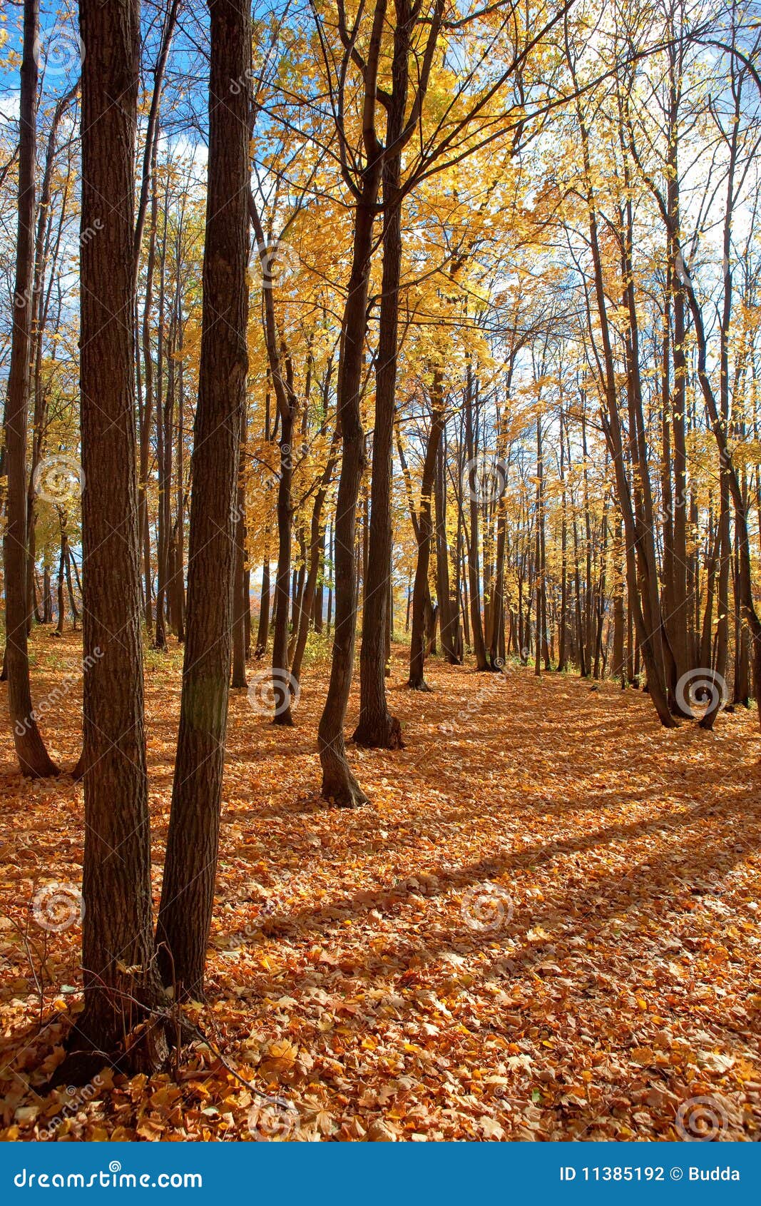 Autumn forest scene stock photo. Image of country, scenery - 11385192