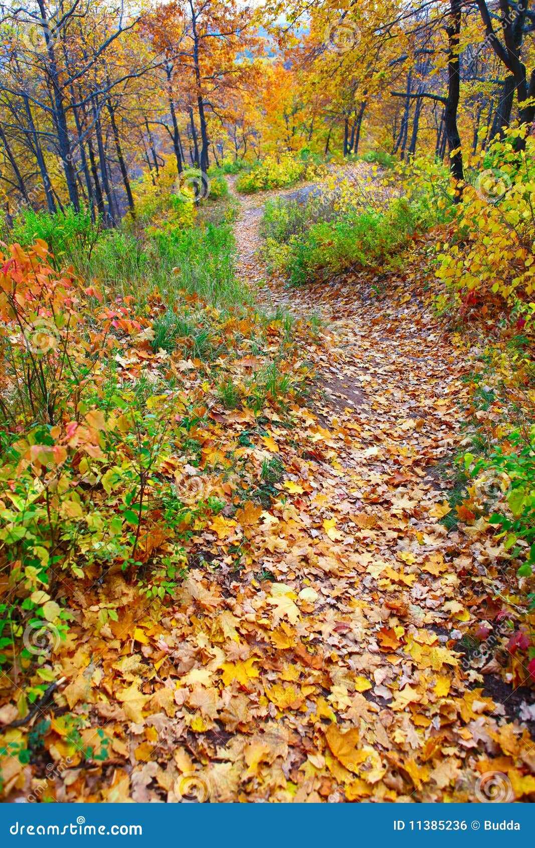 Autumn forest scene stock photo. Image of forest, fall - 11385236