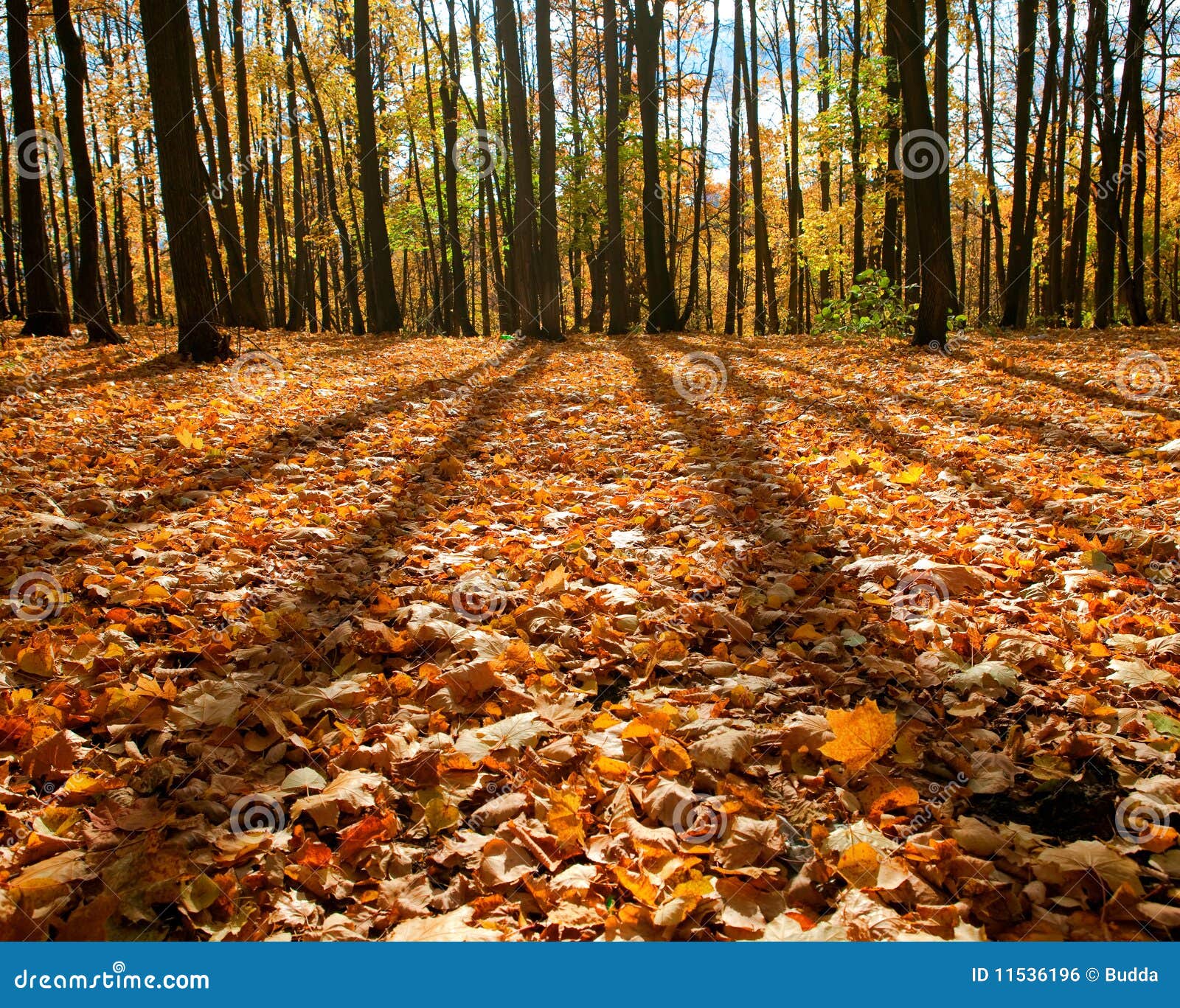 Autumn Forest Scene Royalty Free Stock Image - Image: 11536196