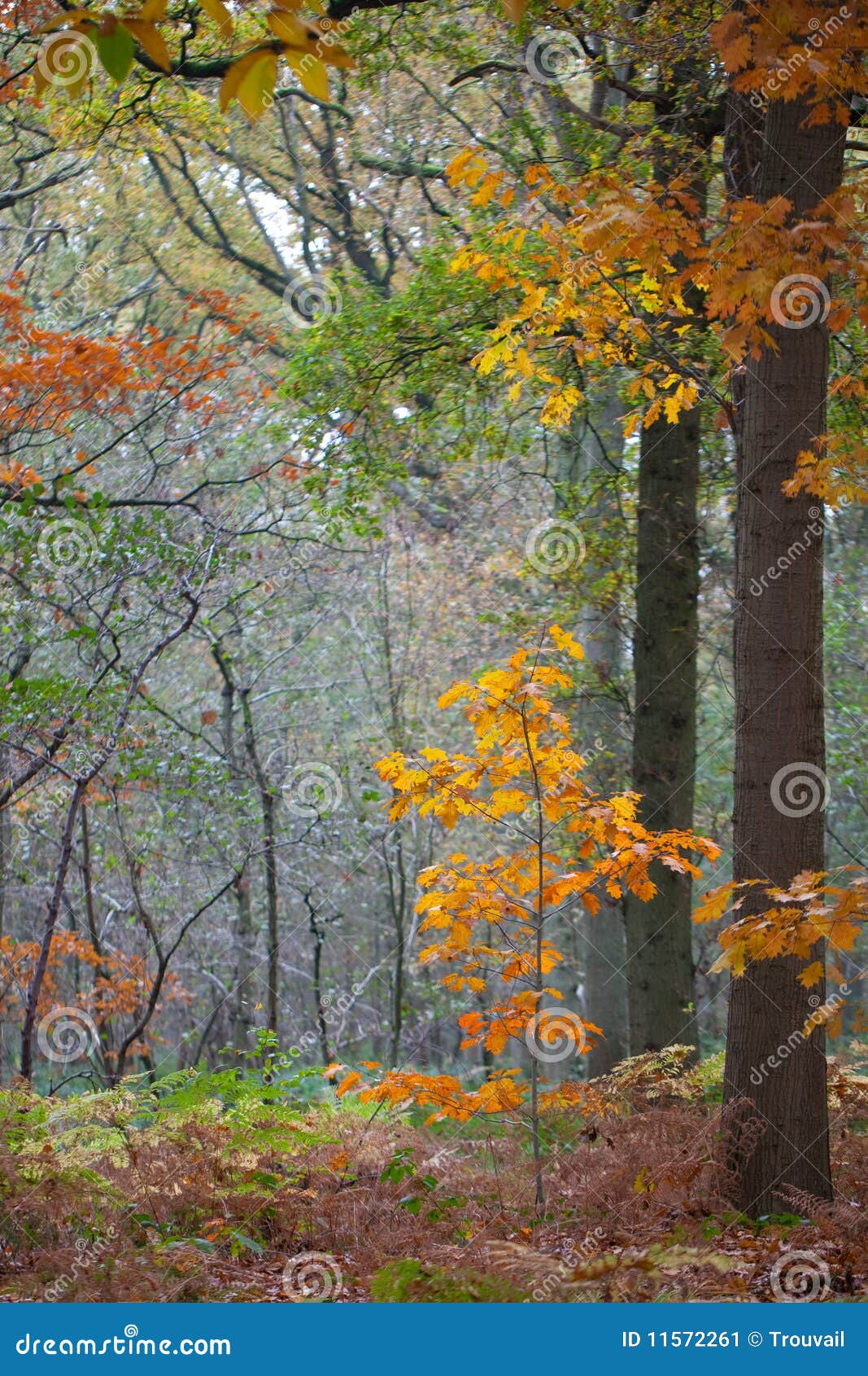 Autumn forest scene stock image. Image of tree, time - 11572261