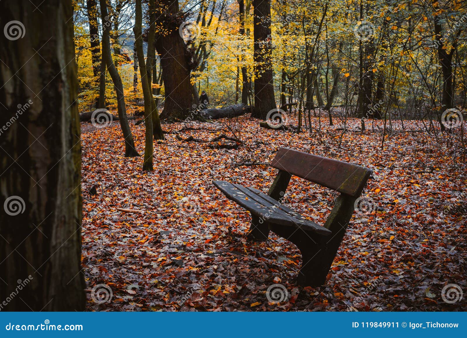 Autumn Forest Scene with Empty Bench. Winding Walking Path Foliage Leaf ...