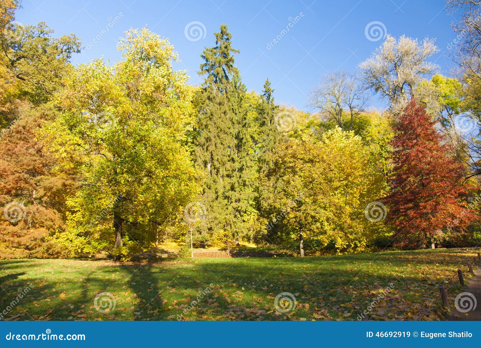 Autumn forest scene stock image. Image of november, freshness - 46692919