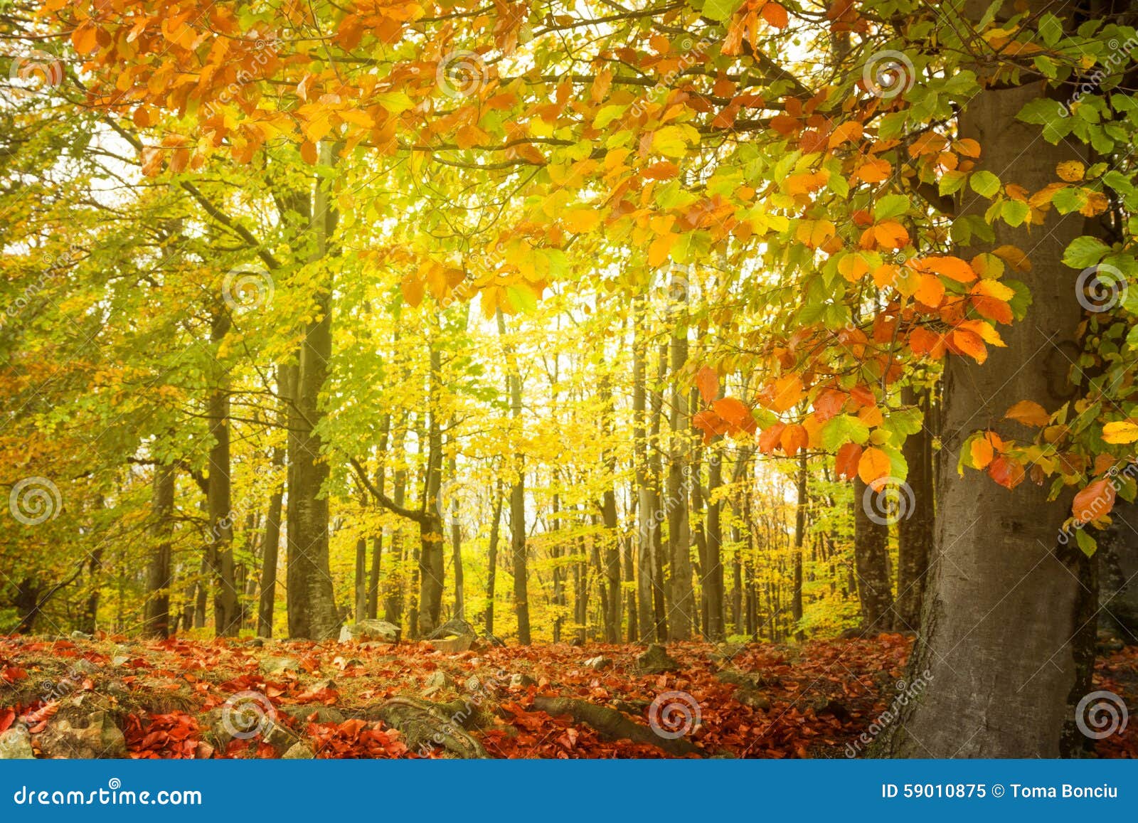 Autumn forest stock image. Image of path, autumn, nature - 59010875