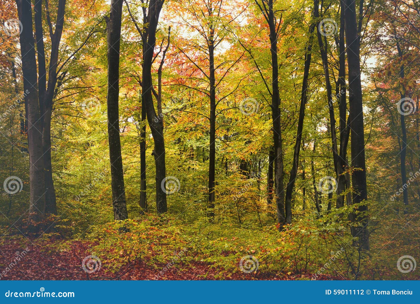 Autumn forest stock photo. Image of wood, seasonal, trail - 59011112