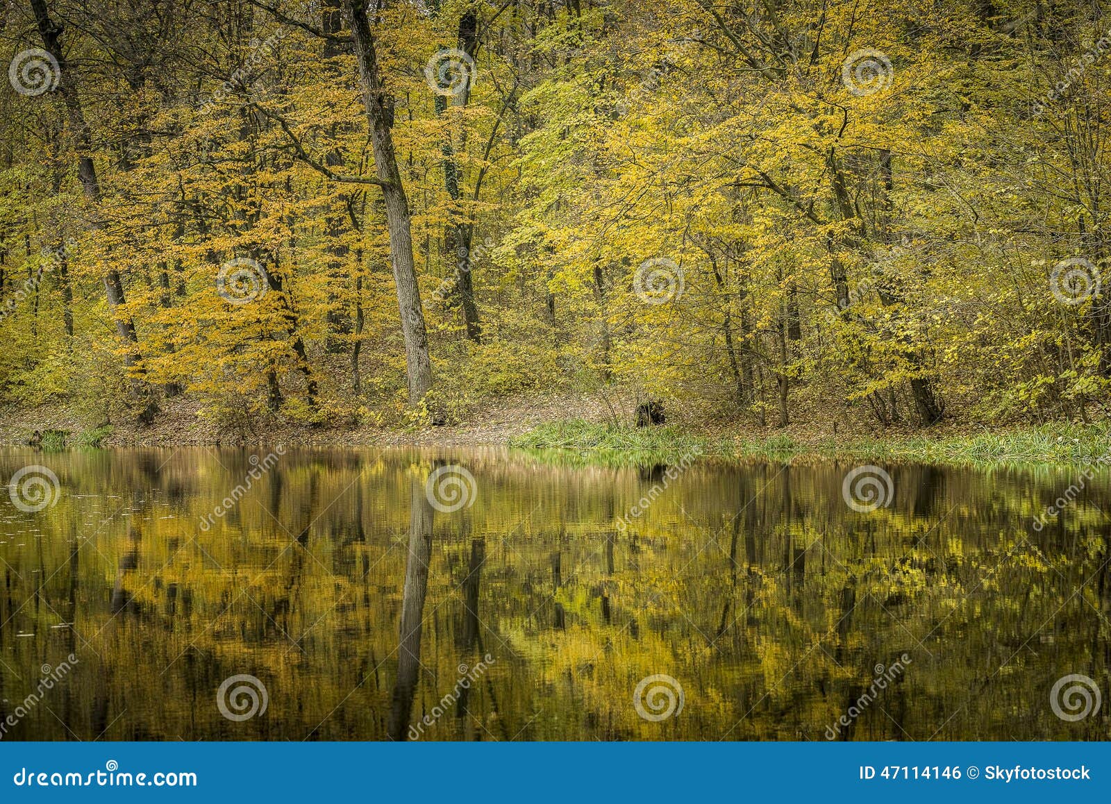 Autumn forest scenery stock photo. Image of flora, park - 47114146