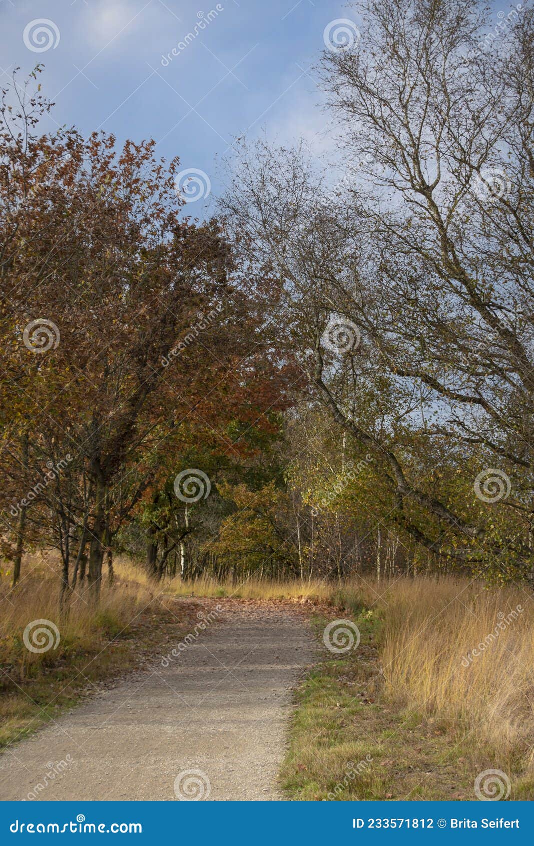 Autumn Forest Scenery with Road of Fall Leaves. Footpath in Autumn ...
