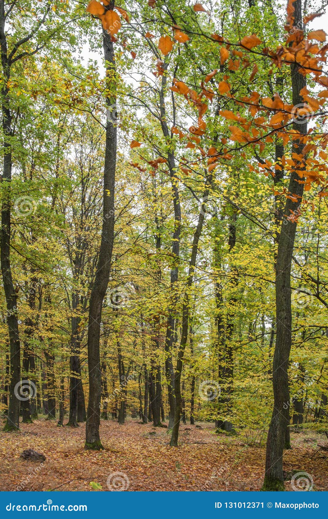 Autumn Forest Scenery with Road of Fall Leaves. Footpath in Scene ...