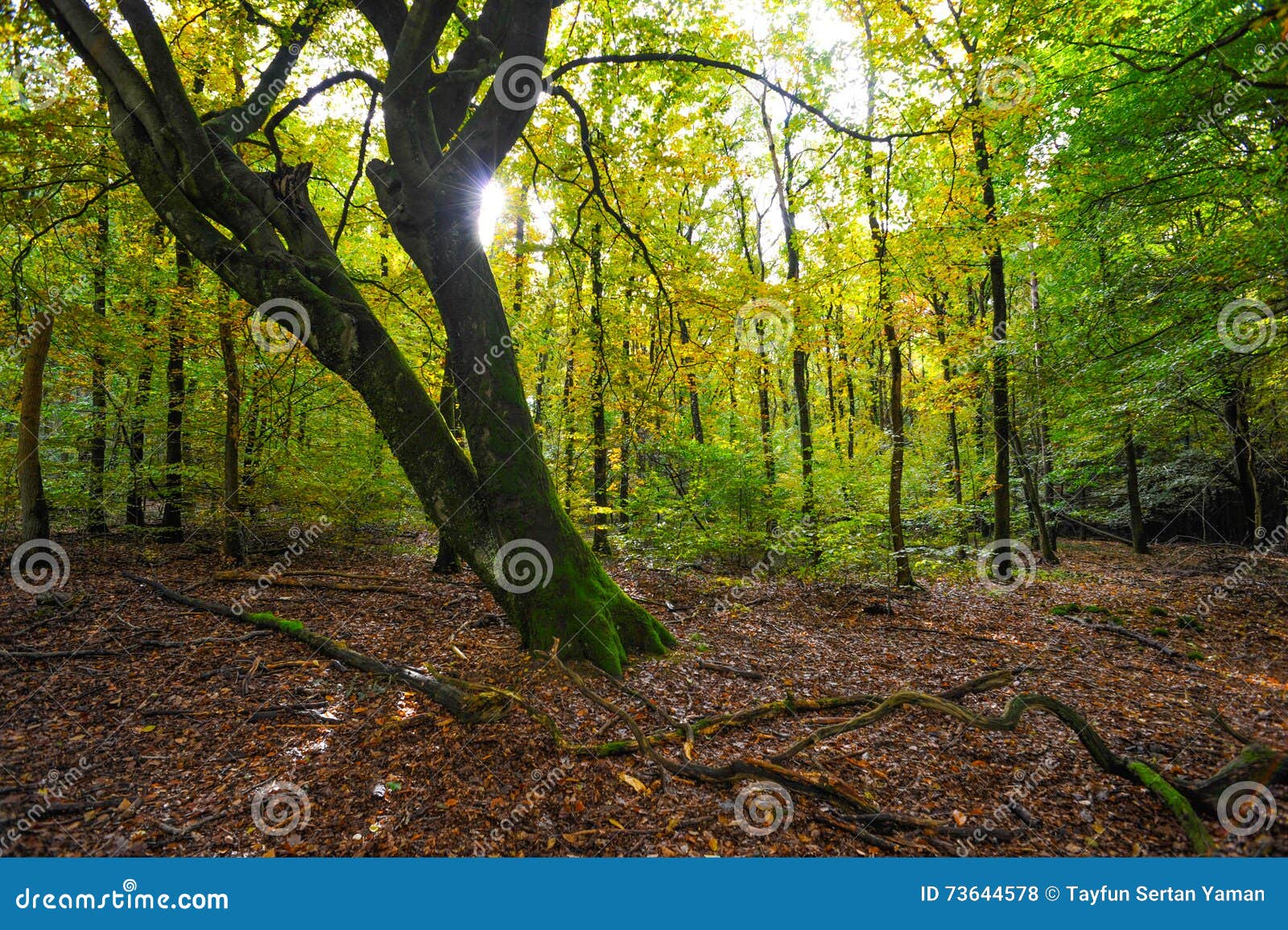 Autumn Forest Scenery on Setting Sun Stock Photo - Image of orange ...
