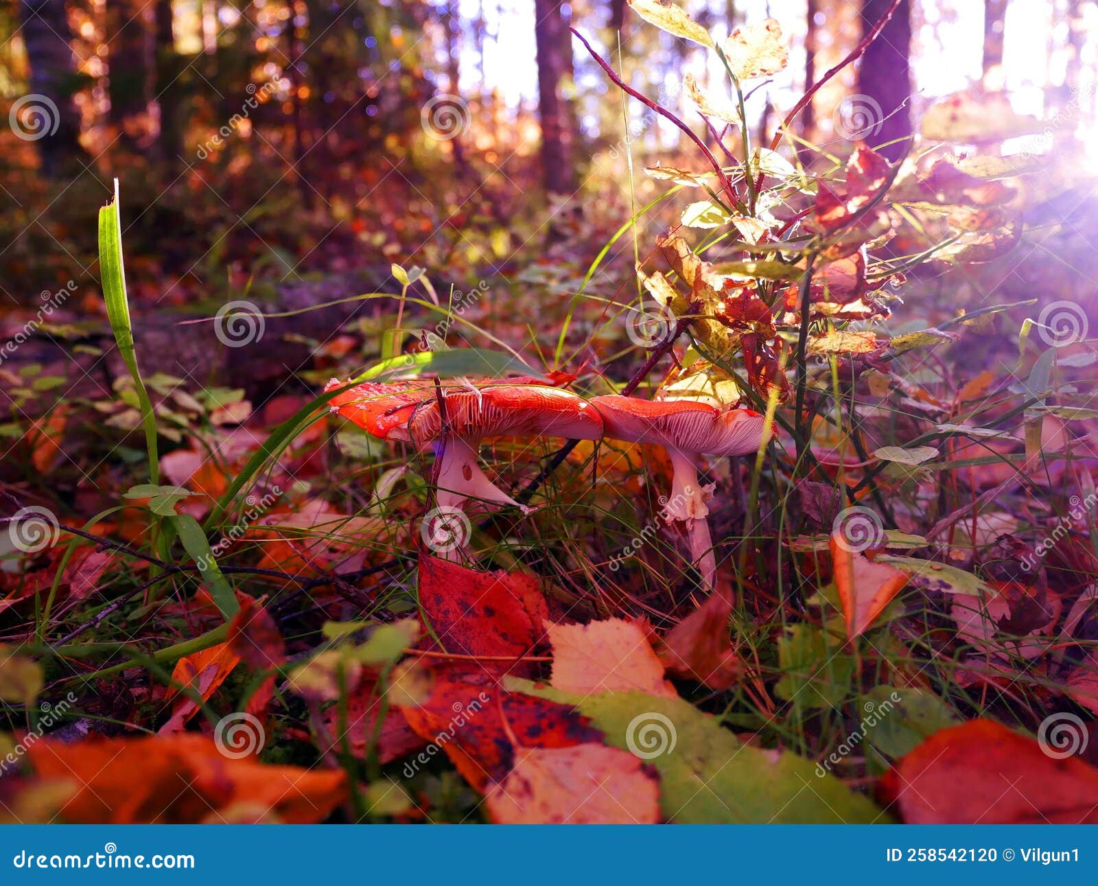 Autumn Forest in the Setting Sun Stock Photo - Image of outdoor, scene ...
