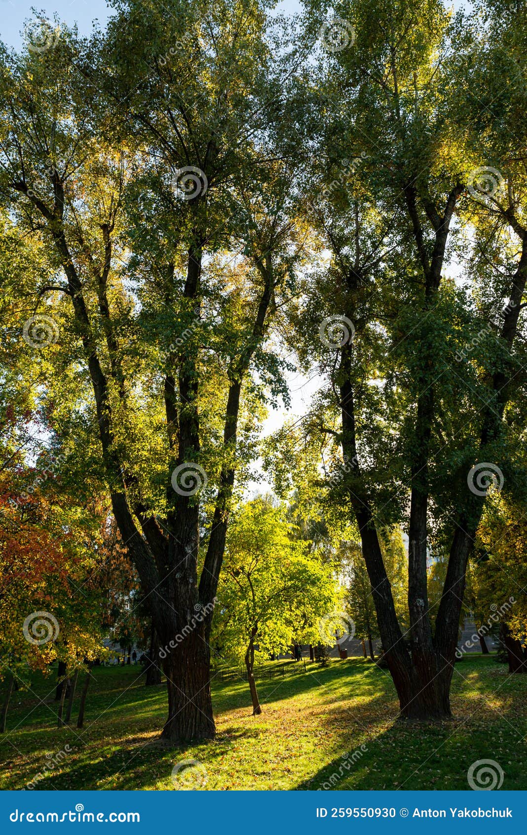 Autumn Forest in the Setting Sun Stock Photo - Image of sunlight ...