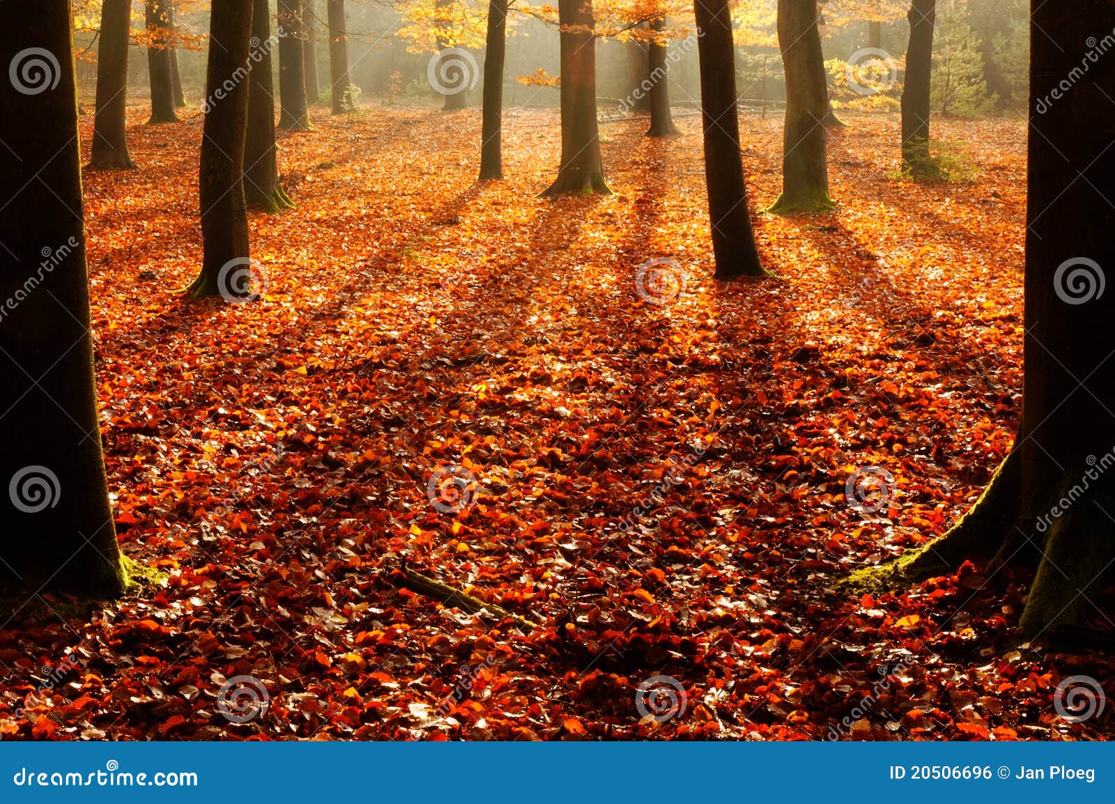 Autumn forest shadows stock photo. Image of forest, woods - 20506696