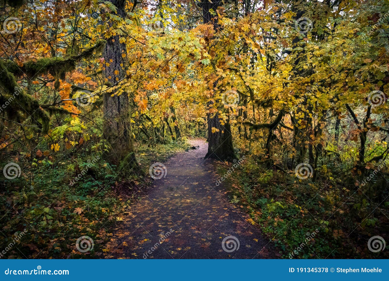 Autumn Forest, Silver Falls State Park, Oregon Stock Photo - Image of ...
