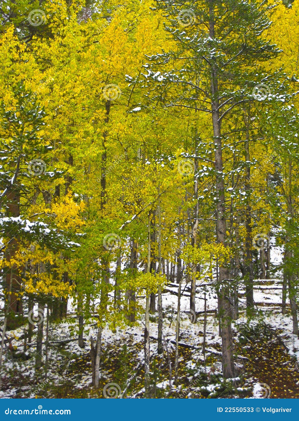 Autumn forest with snow stock image. Image of snow, clear - 22550533