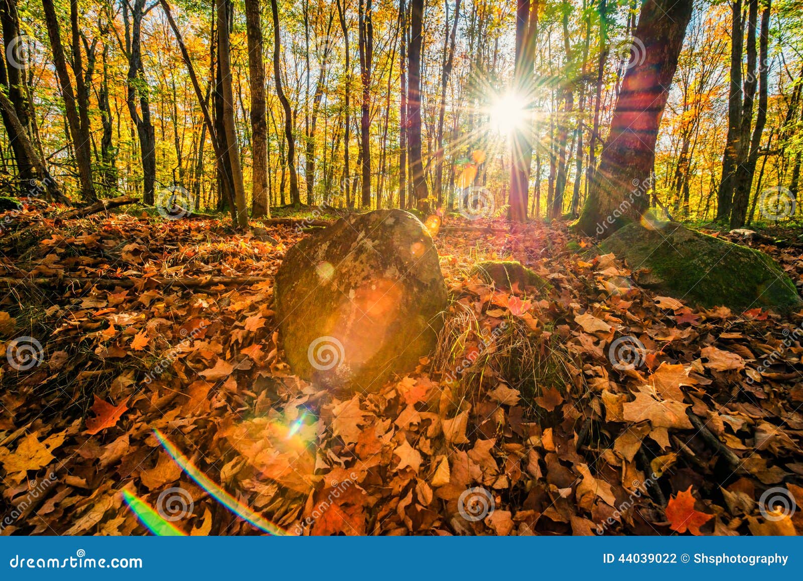 Autumn Forest Solar Flare stock photo. Image of nature - 44039022