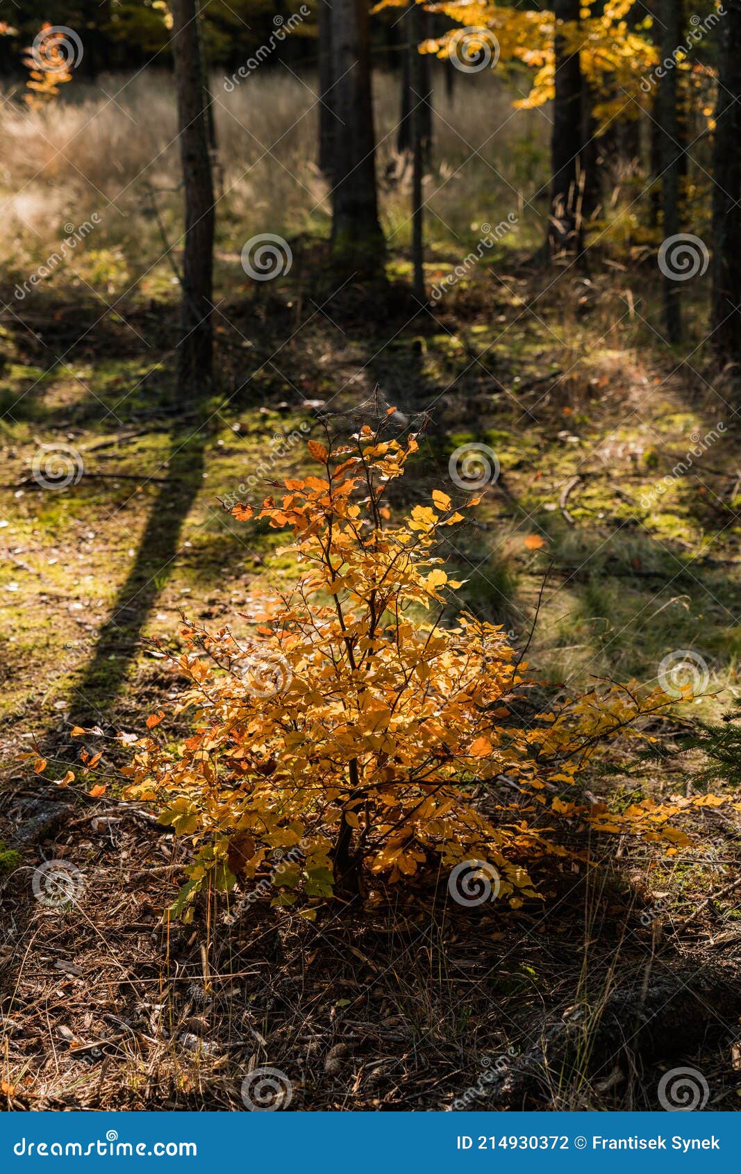 Autumn forest still life stock photo. Image of scenery - 214930372