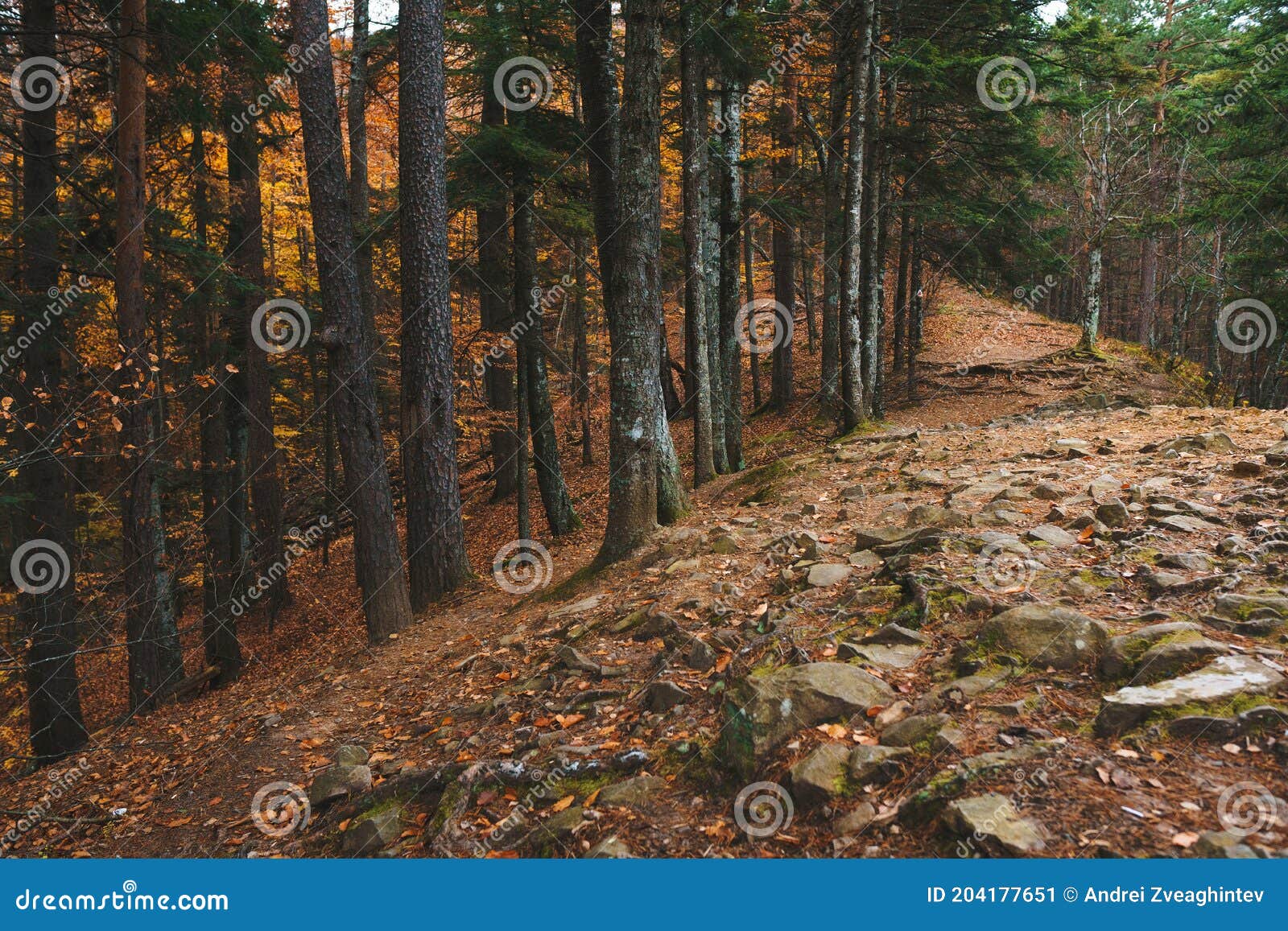Autumn Forest and Stone Path Stock Image - Image of foliage, orange ...