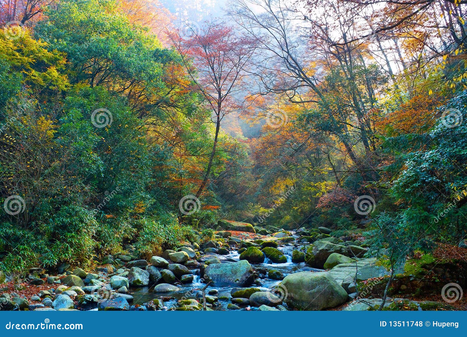 Autumn forest stream stock photo. Image of environment - 13511748