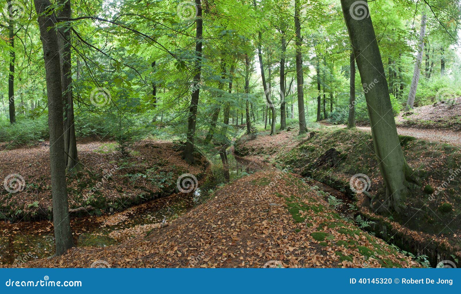 Autumn Forest Stream Path Stock Photos - Download 6,336 Royalty Free Photos