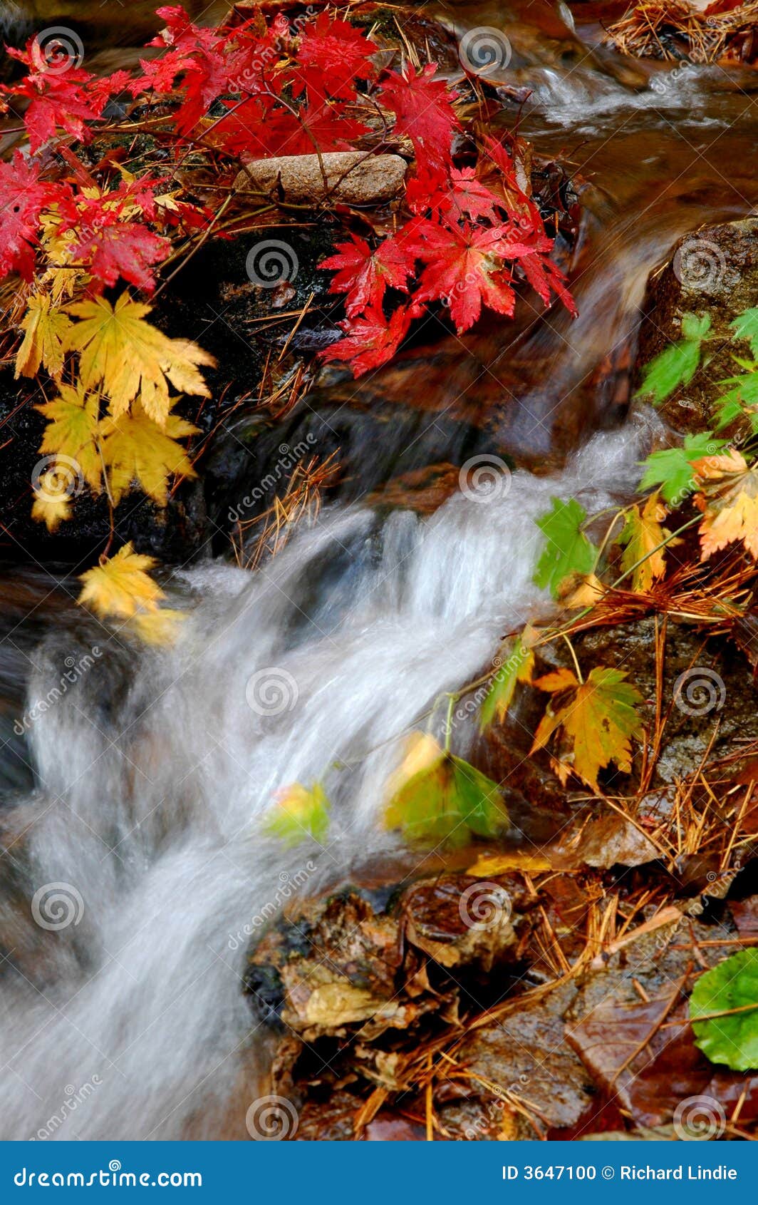 Autumn Forest Stream (vertical) Stock Photo - Image of natural ...