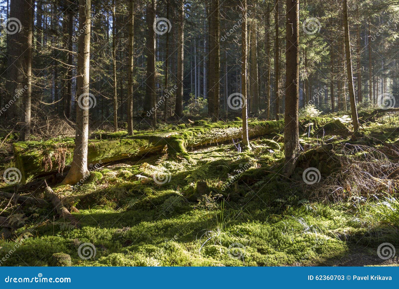 The Autumn Forest in Sumava Mountain. Stock Image - Image of ...