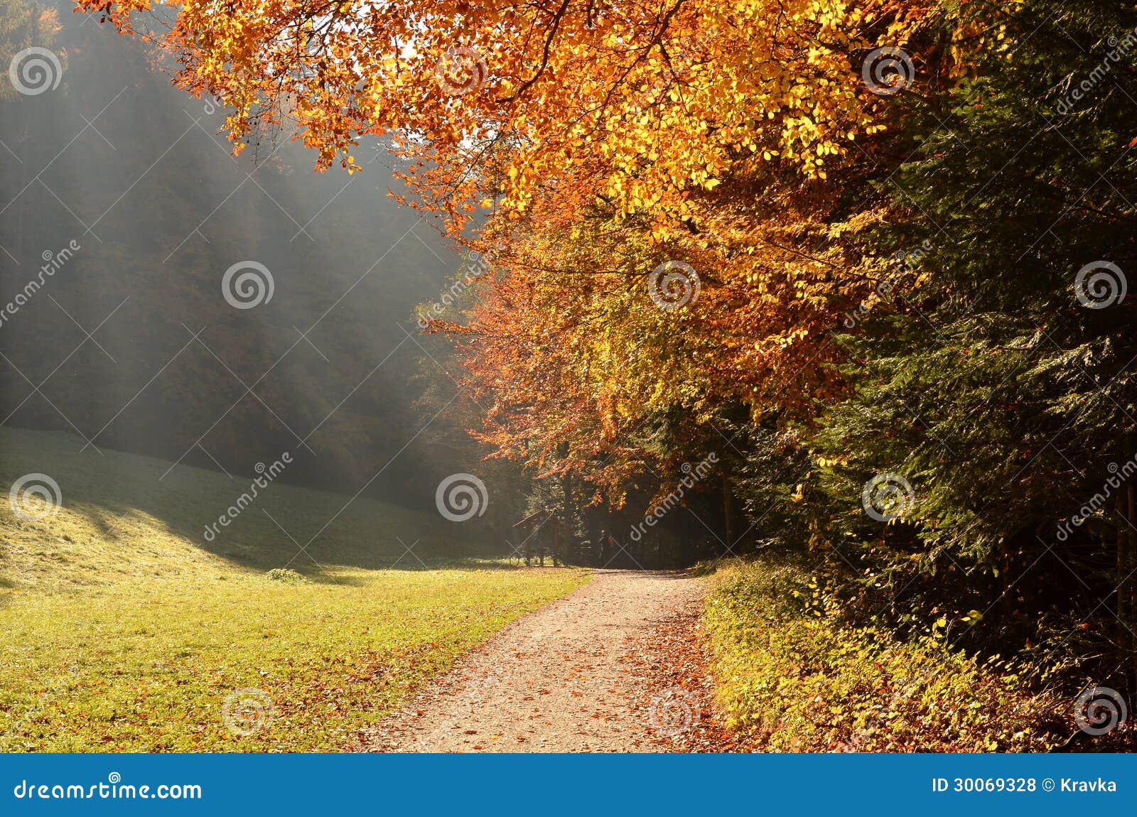 Forest with Sun Beam in Autumn Stock Photo - Image of illuminated ...