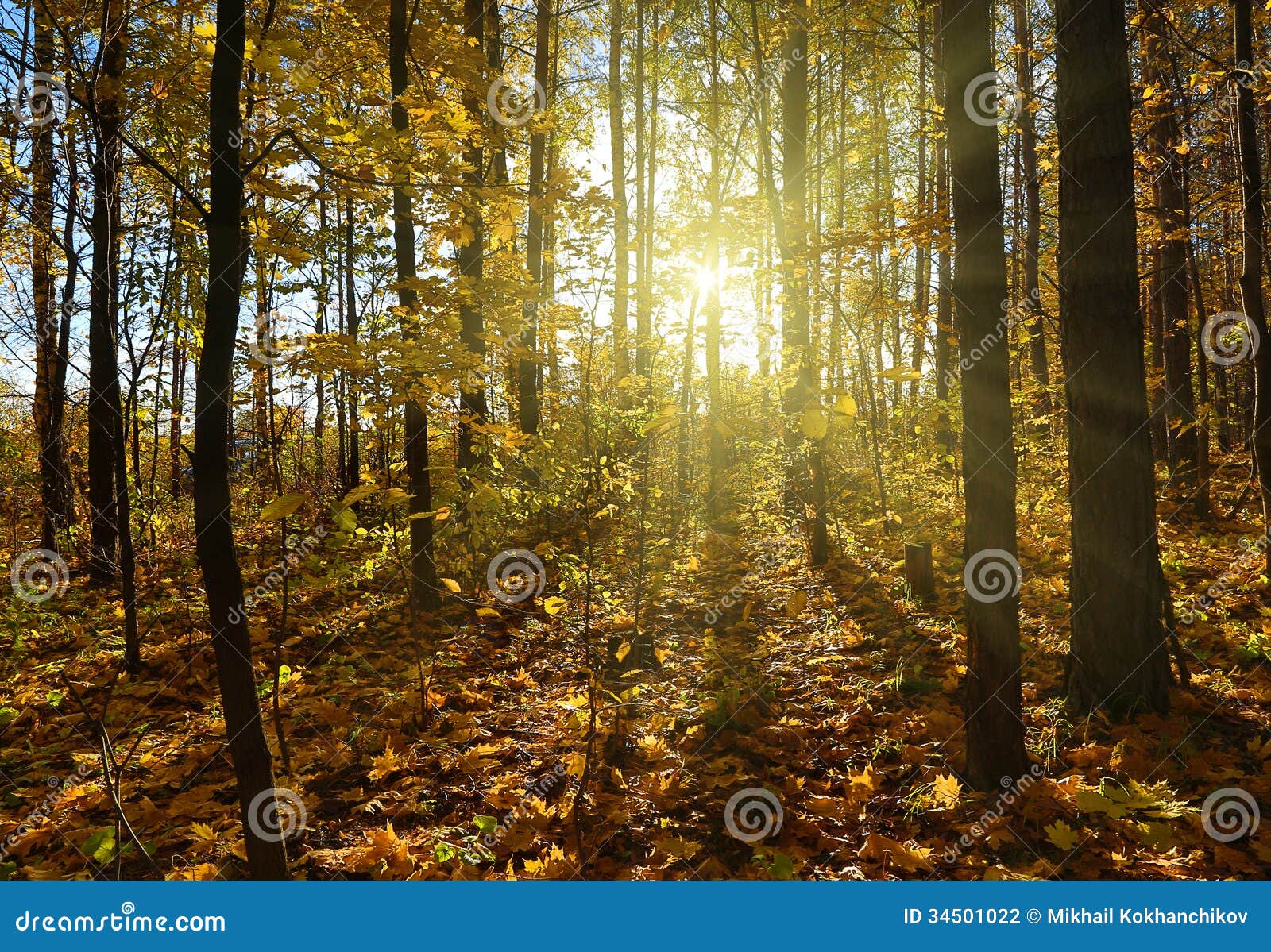 Autumn forest with sun stock photo. Image of background - 34501022