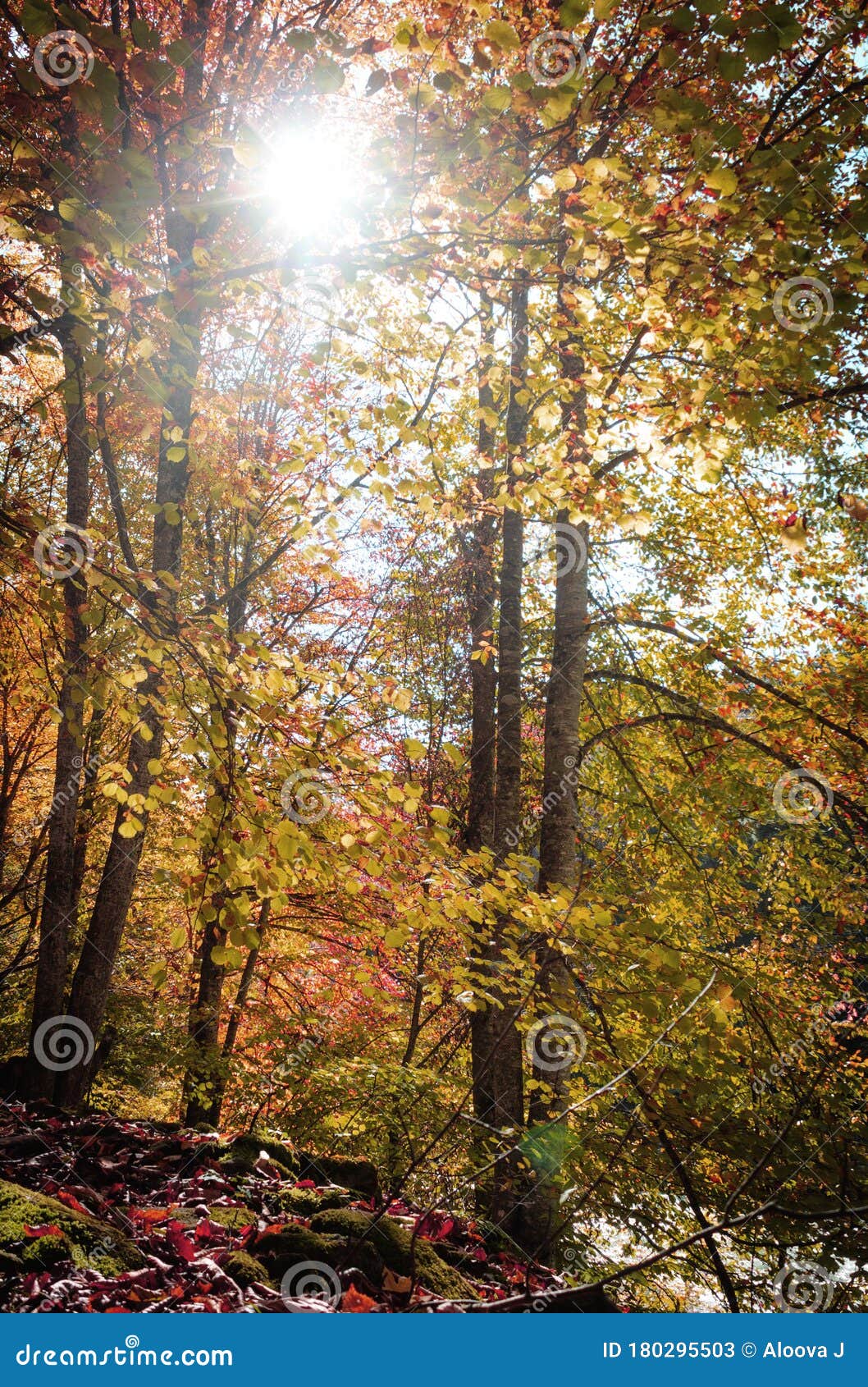 Autumn Forest in the Sun, Autumn Landscape Stock Image - Image of green ...