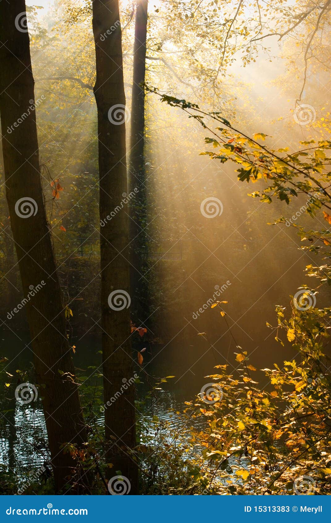 Autumn forest sun rays stock image. Image of branches - 15313383