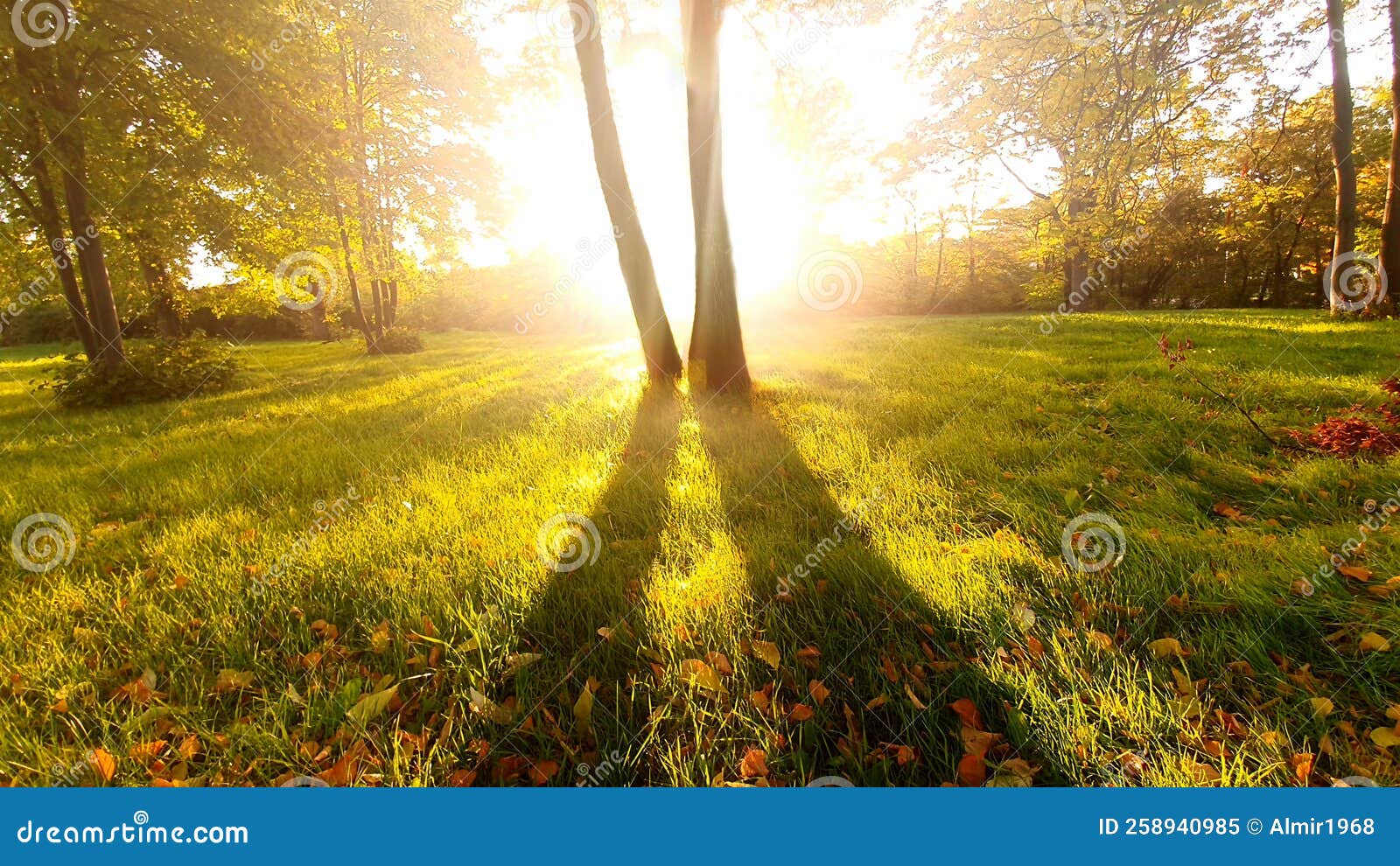 Autumn Forest with Sun Rays Stock Image - Image of autumn, evening ...