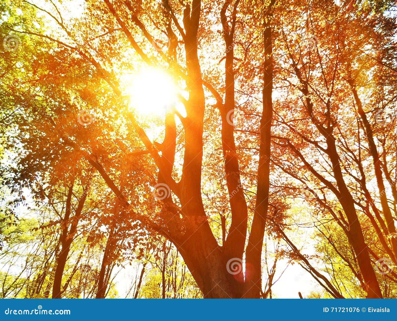Autumn forest with sunbeam stock photo. Image of orange - 71721076