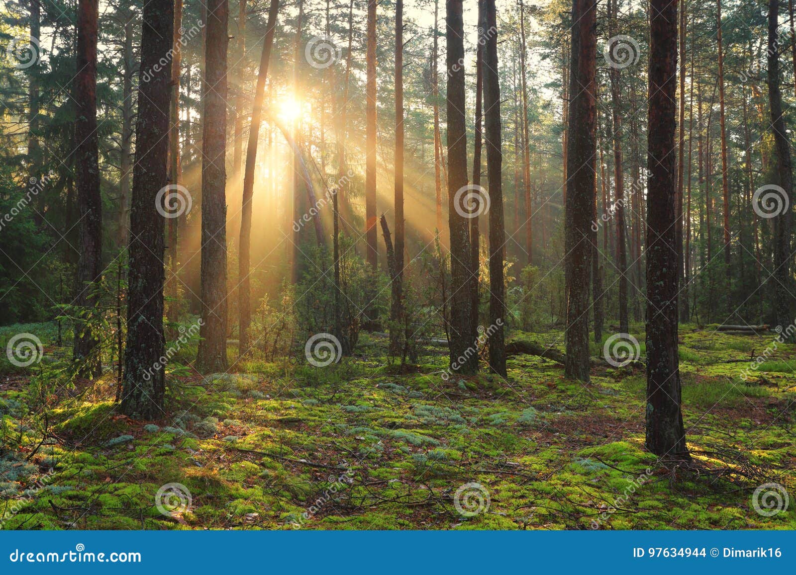 Autumn forest in sunlight stock photo. Image of trees - 97634944