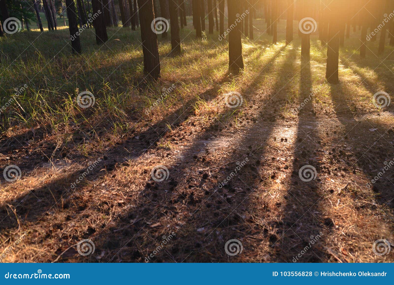 Autumn Forest in the Sunlight and Shadows Falling from the Trees. Stock ...