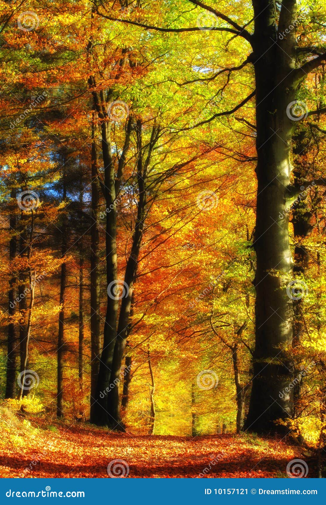 Autumn forest at sunset stock image. Image of land, scene - 10157121