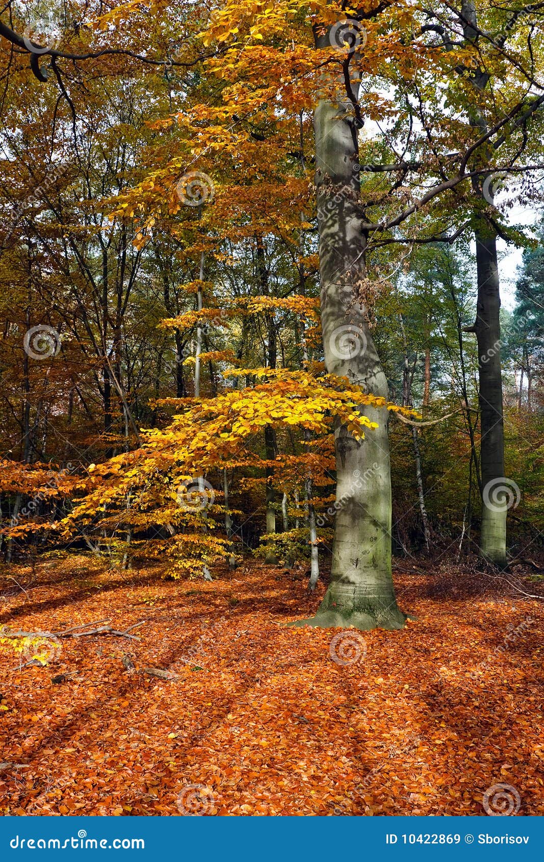 Autumn forest at sunset stock image. Image of decoration - 10422869
