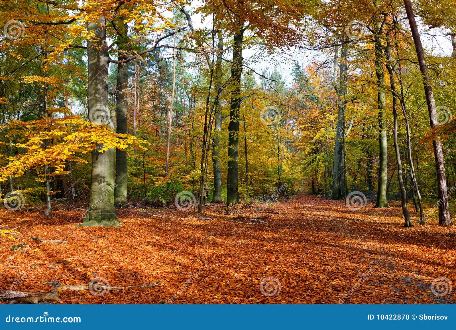 Autumn forest at sunset stock photo. Image of landscape - 10422870