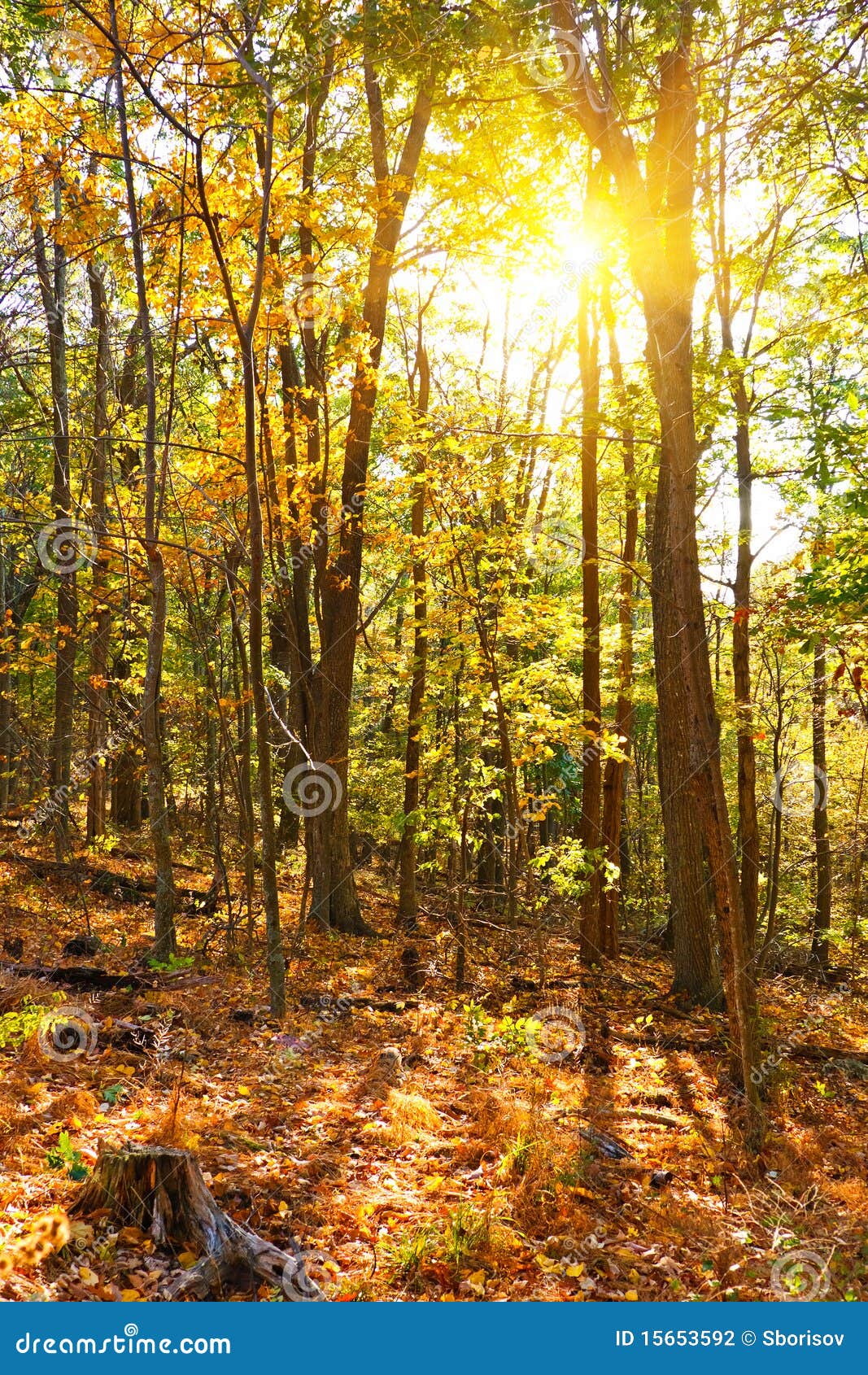 Autumn forest at sunset stock photo. Image of fall, fresh - 15653592