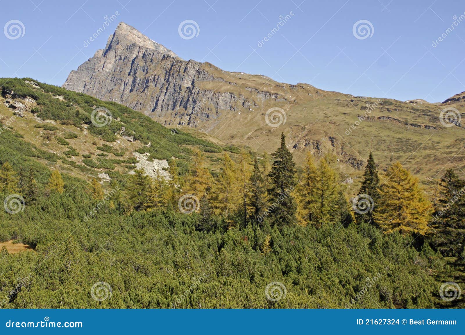 Autumn Forest, swiss alps stock photo. Image of autumn - 21627324