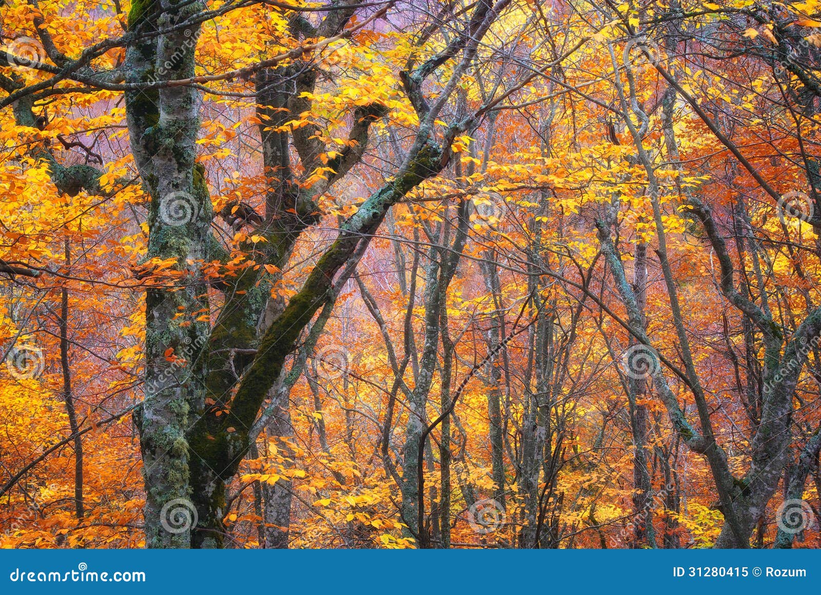Autumn forest stock image. Image of nature, calm, autumn - 31280415