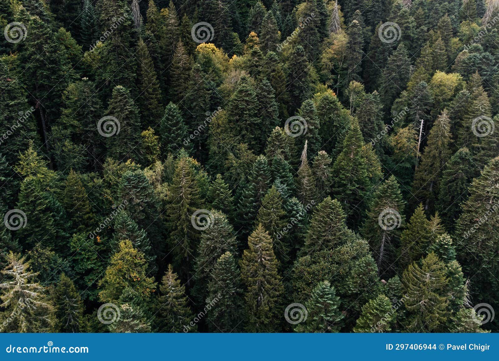 Autumn Forest Texture Top View Stock Photo - Image of view, trees ...